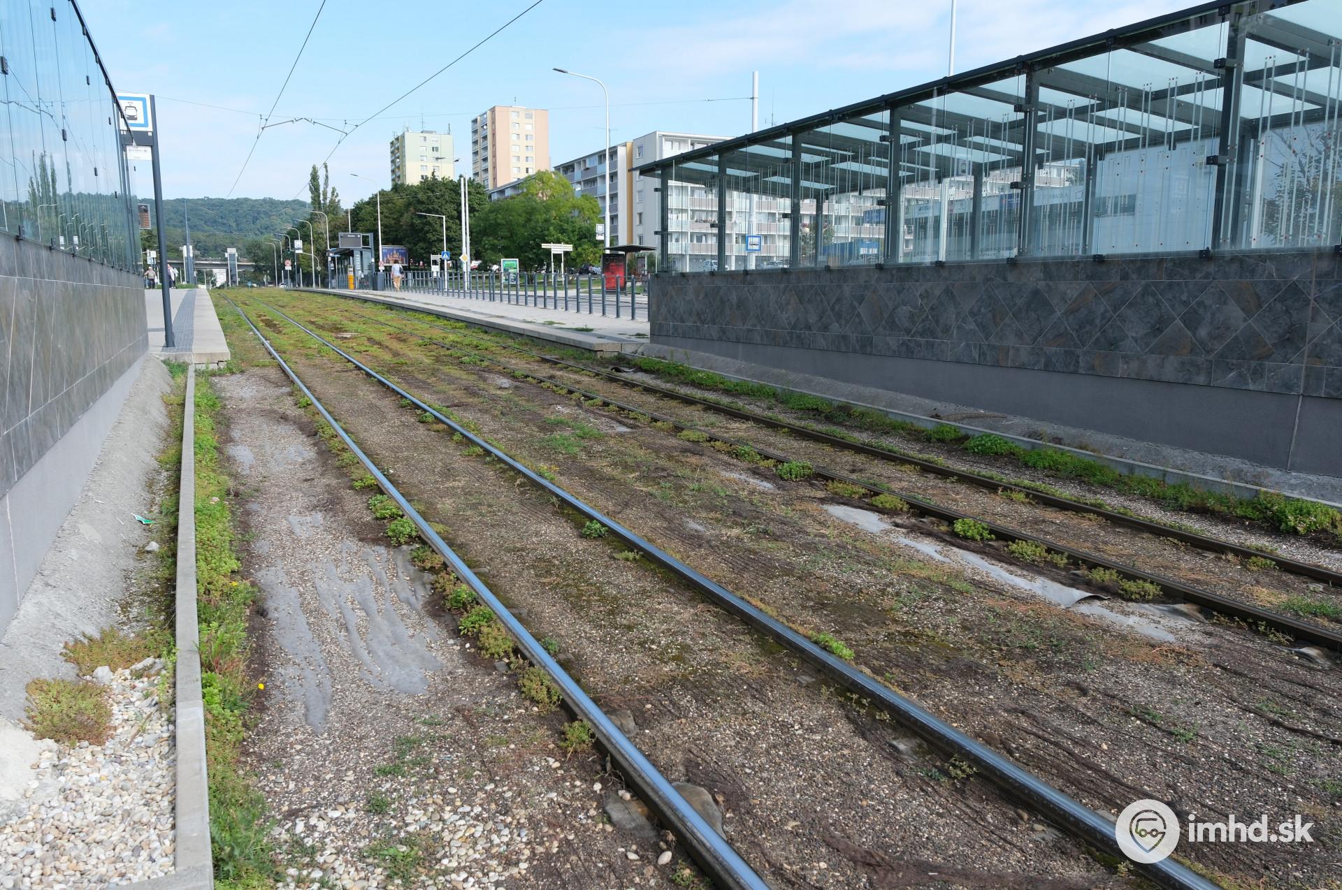 Neprosperujúci rozchodník na Dúbravsko-karloveskej radiále (31.8.2025 ...